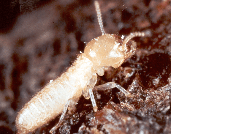TERMIDOR, produit anti-termite - Mabi