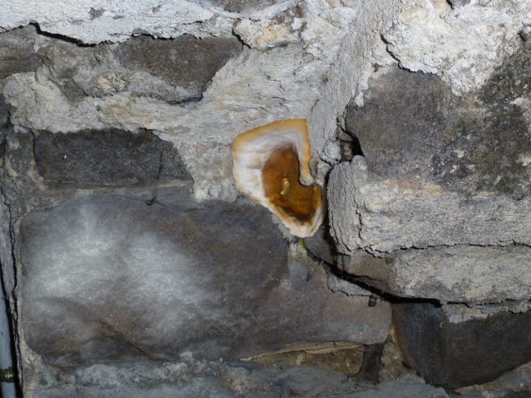 The merula fungus, wood-destroying fungi: causes and solutions - Mabi